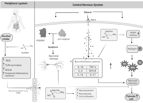 Taurine may protect the brain against alcohol